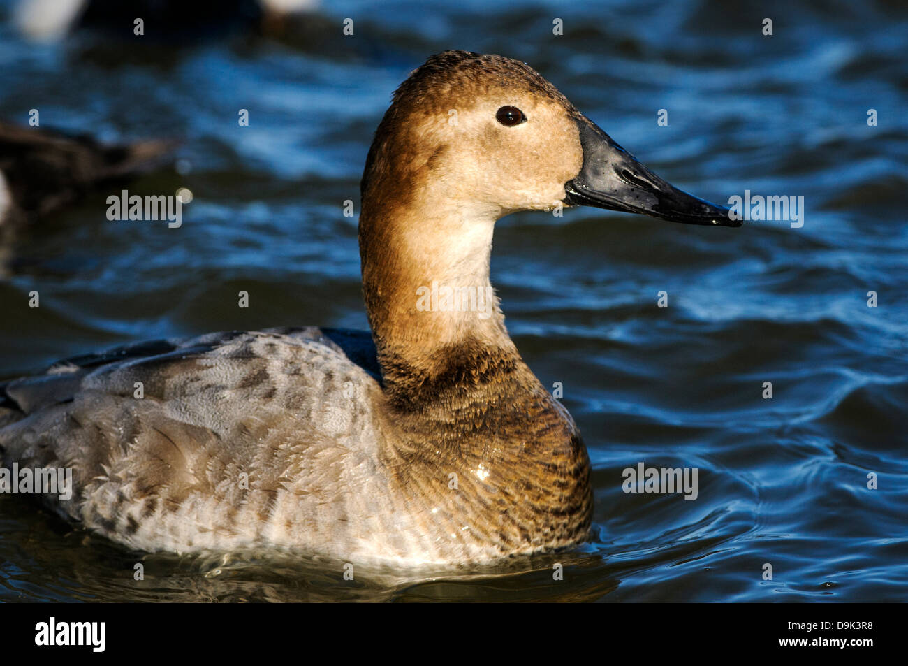 Female Canvasback duck Aythya valisineria, Choptank River, Chesapeake ...