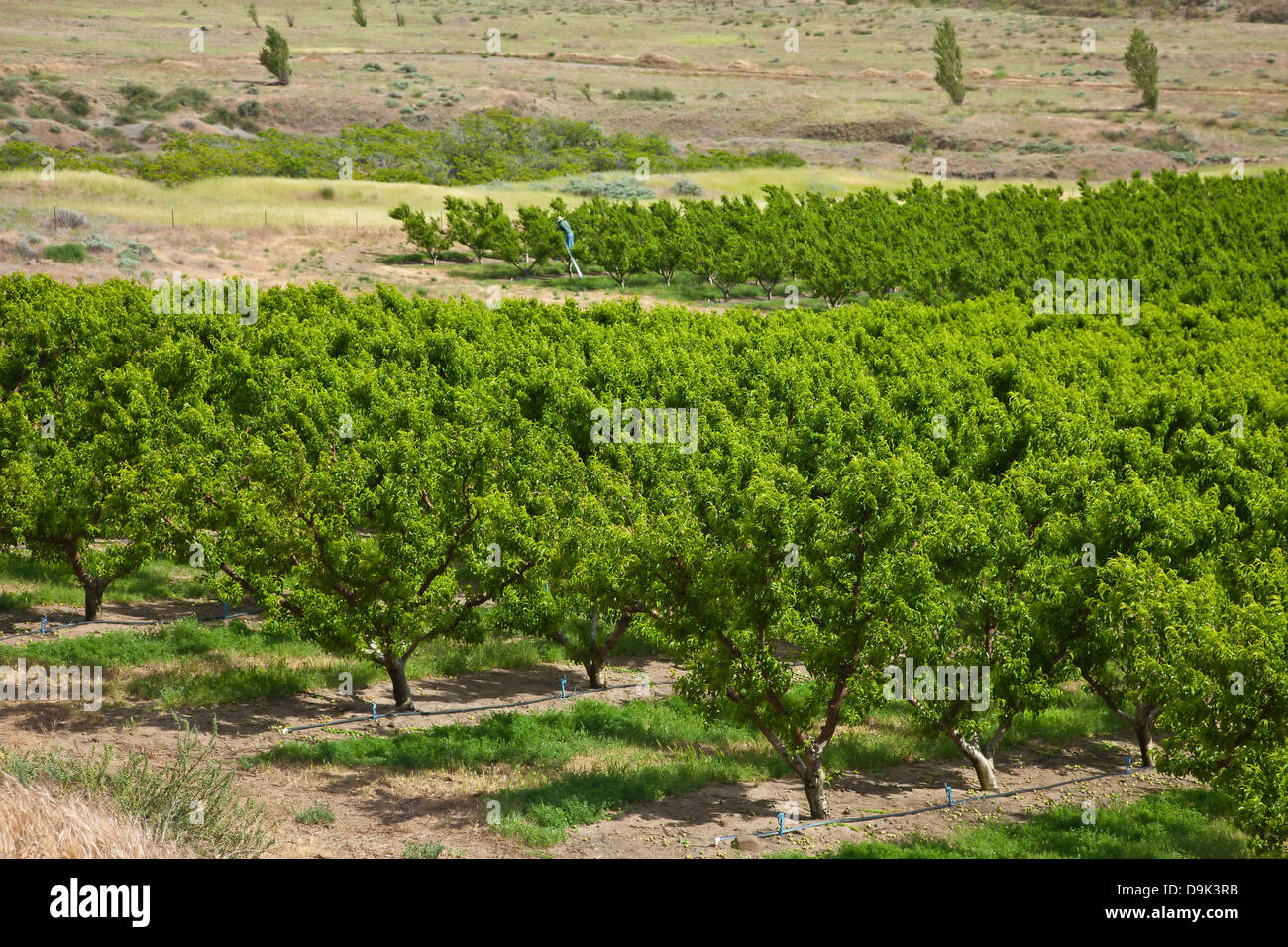 Peach trees orchard in the Columbia River Gorge Oregon Stock Photo - Alamy