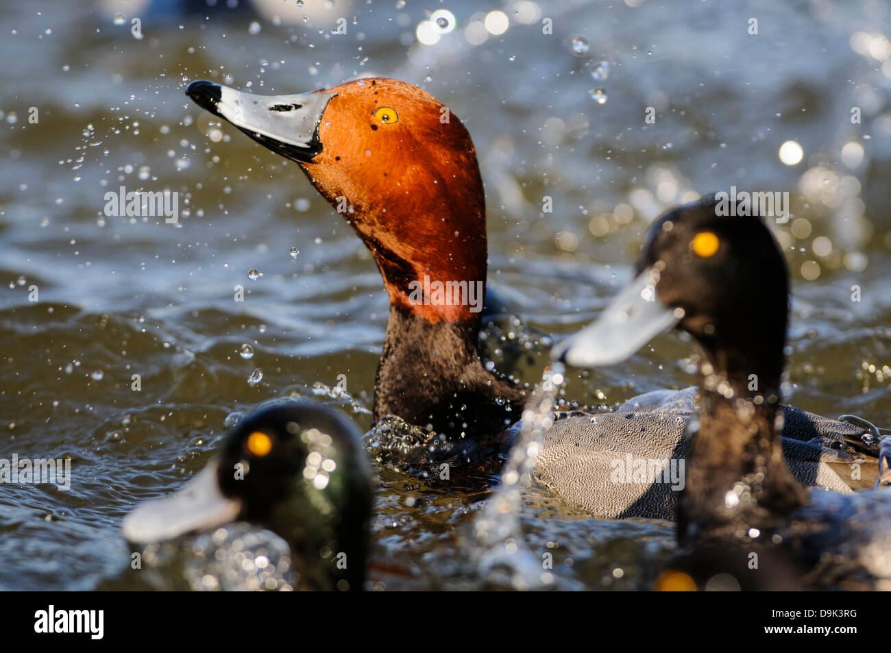 Redhead duck hi-res stock photography and images - Alamy