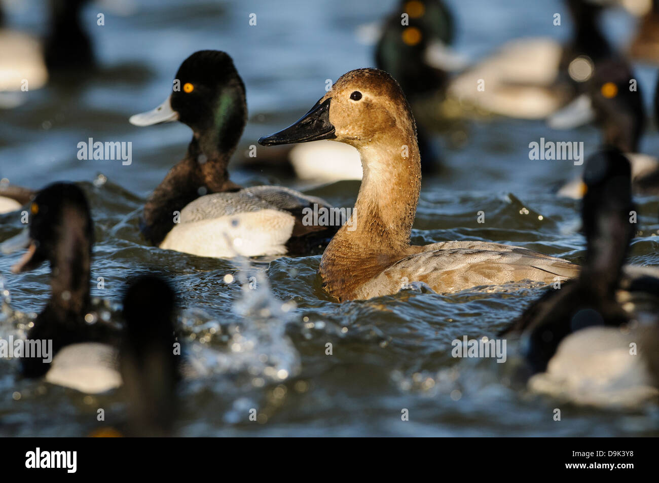 Female Canvasback duck Aythya valisineria, Choptank River, Chesapeake ...