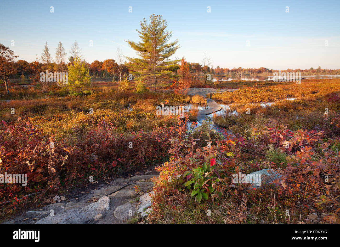 A trail leading through a bog in Muskoka, Ontario, Canada Stock Photo ...