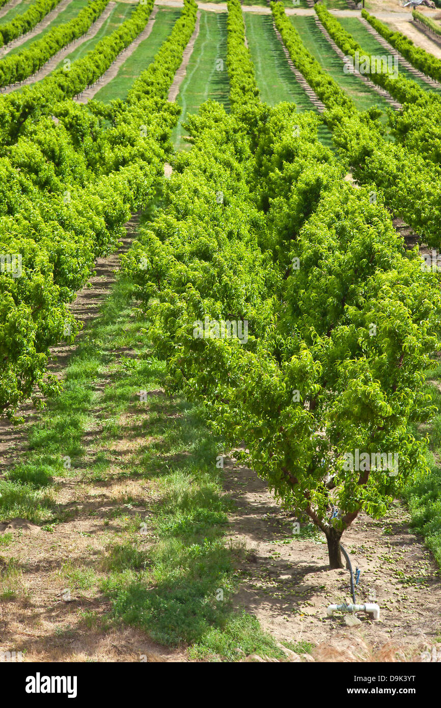 Peach trees orchard in the Columbia River Gorge Oregon Stock Photo - Alamy