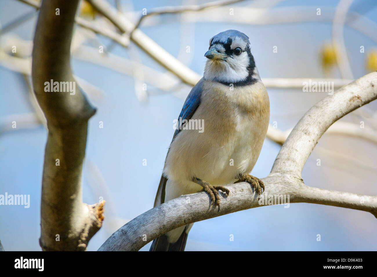 blue jay cyanocitta cristata Stock Photo - Alamy