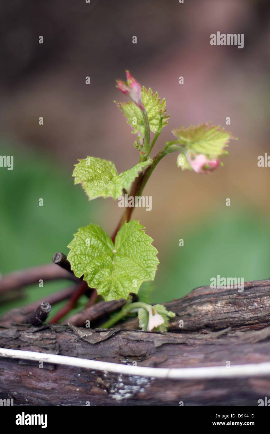 green leaf leaves grapevine vine wine grape spring summer grow plant ...