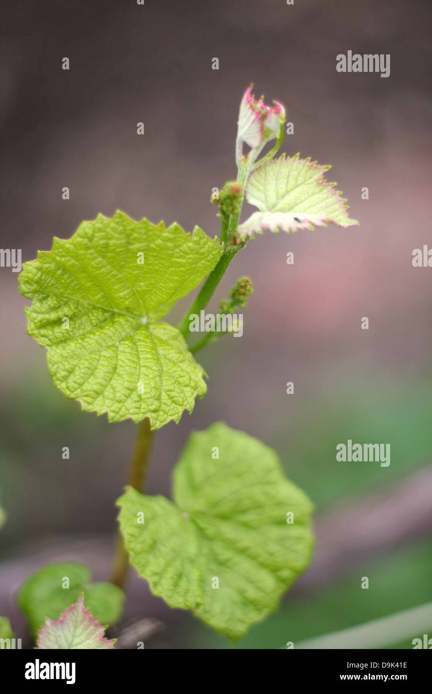 green leaf leaves grapevine vine wine grape spring summer grow plant ...