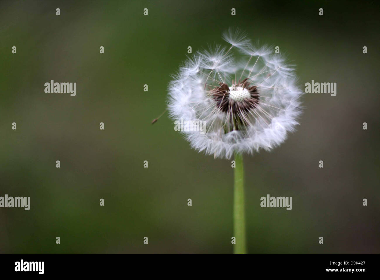 flower dandelion stem green horizontal Stock Photo - Alamy