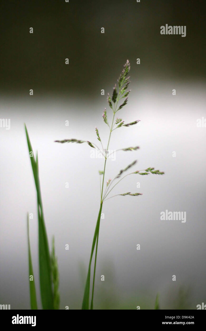 Blade of corn hi-res stock photography and images - Alamy
