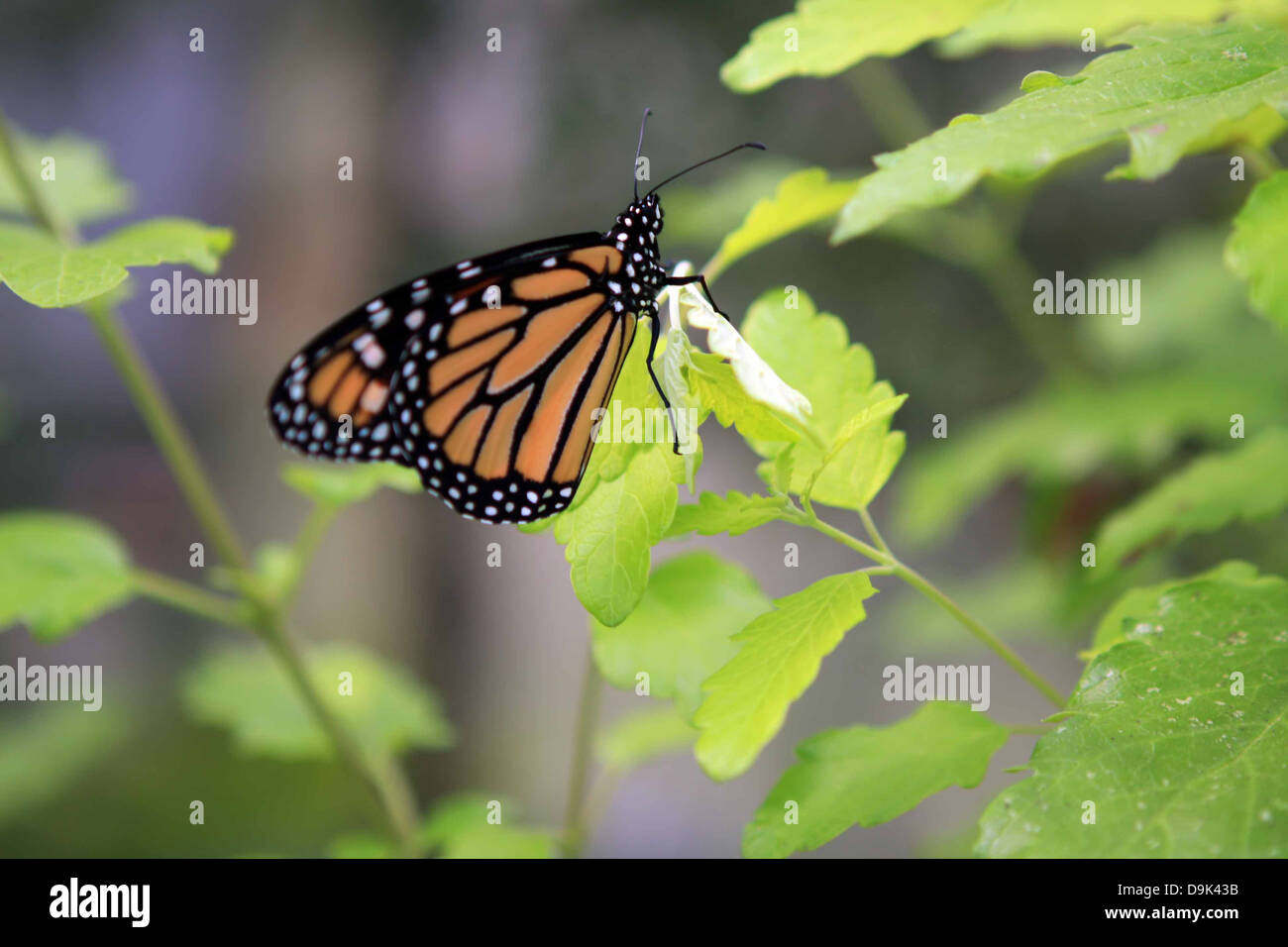 monarch butterfly insect bug on leaf leaves green spring summer Stock ...