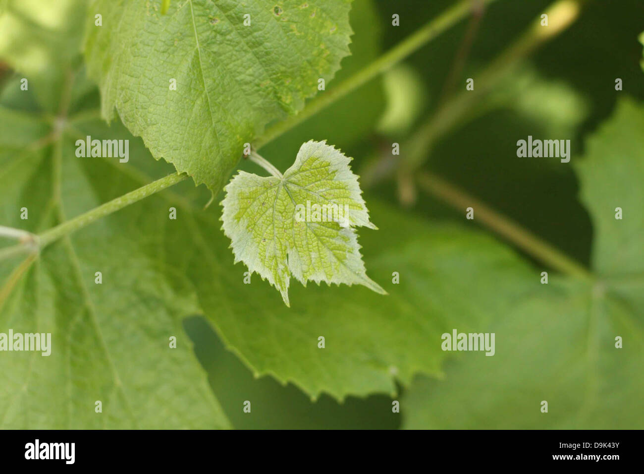 small green leaf leaves on vine, grapevine Stock Photo - Alamy
