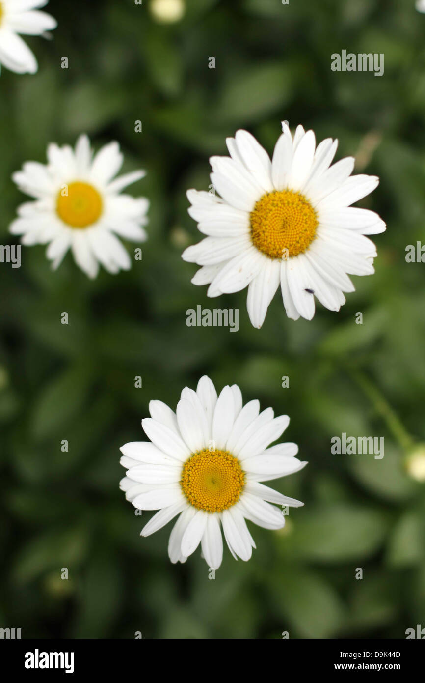 daisies daisy flower flowers white yellow green spring summer floral ...