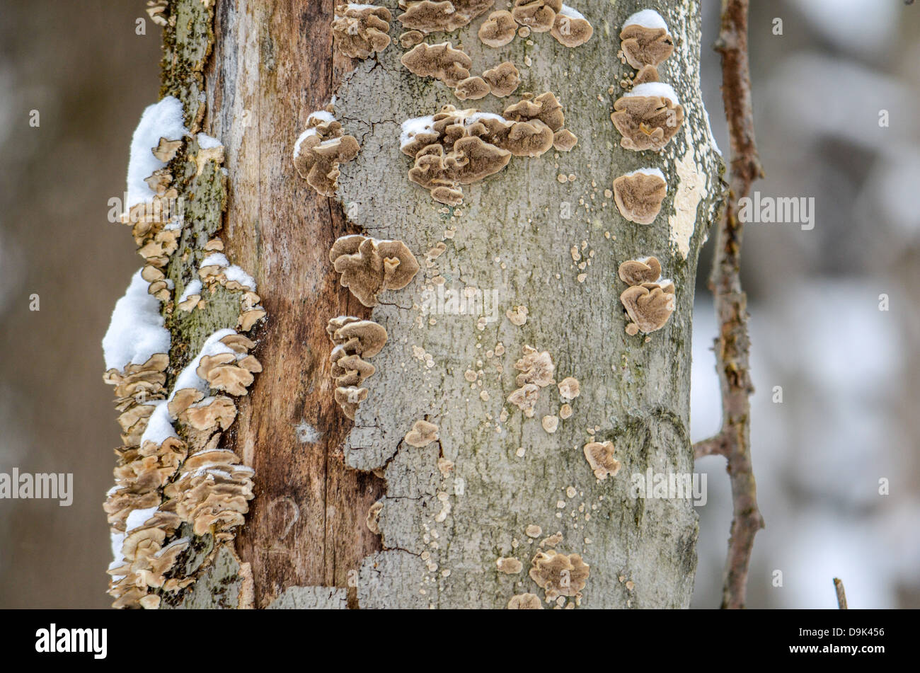 Snow mushrooms hi-res stock photography and images - Alamy