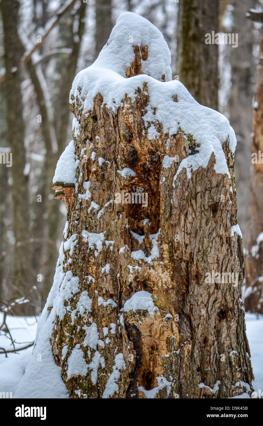 Snow covered tree stump Stock Photo - Alamy