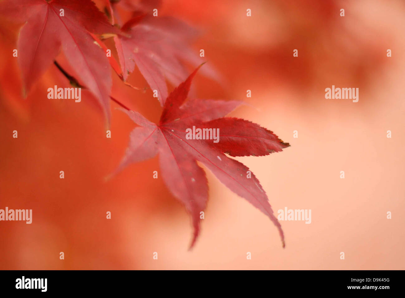 Japanese red maple tree leaves leaf fall autumn red orange Stock Photo ...