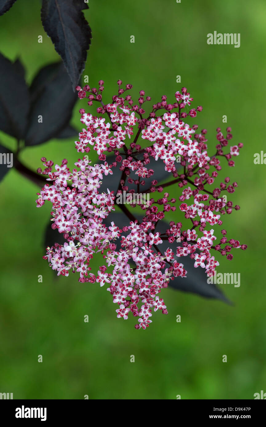 Sambucus nigra porphyrophylla gerda hi-res stock photography and images ...