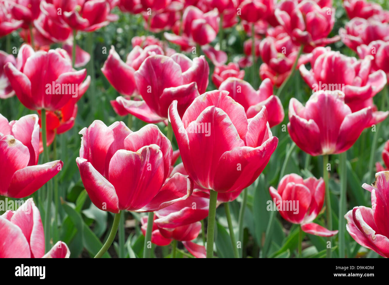 Beautiful Red tulip at spring in garden Stock Photo - Alamy