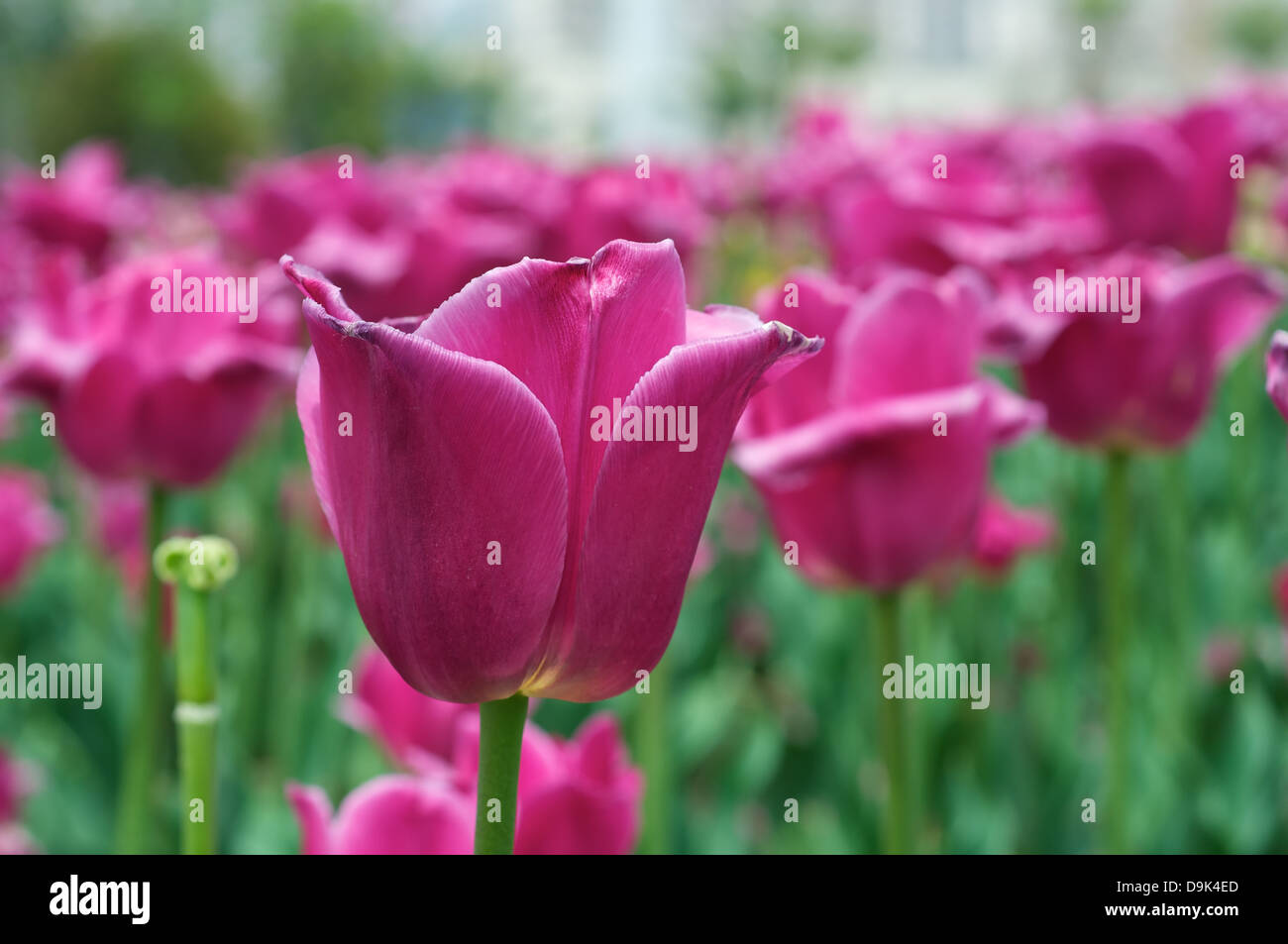 Beautiful pink tulip at spring in garden Stock Photo - Alamy
