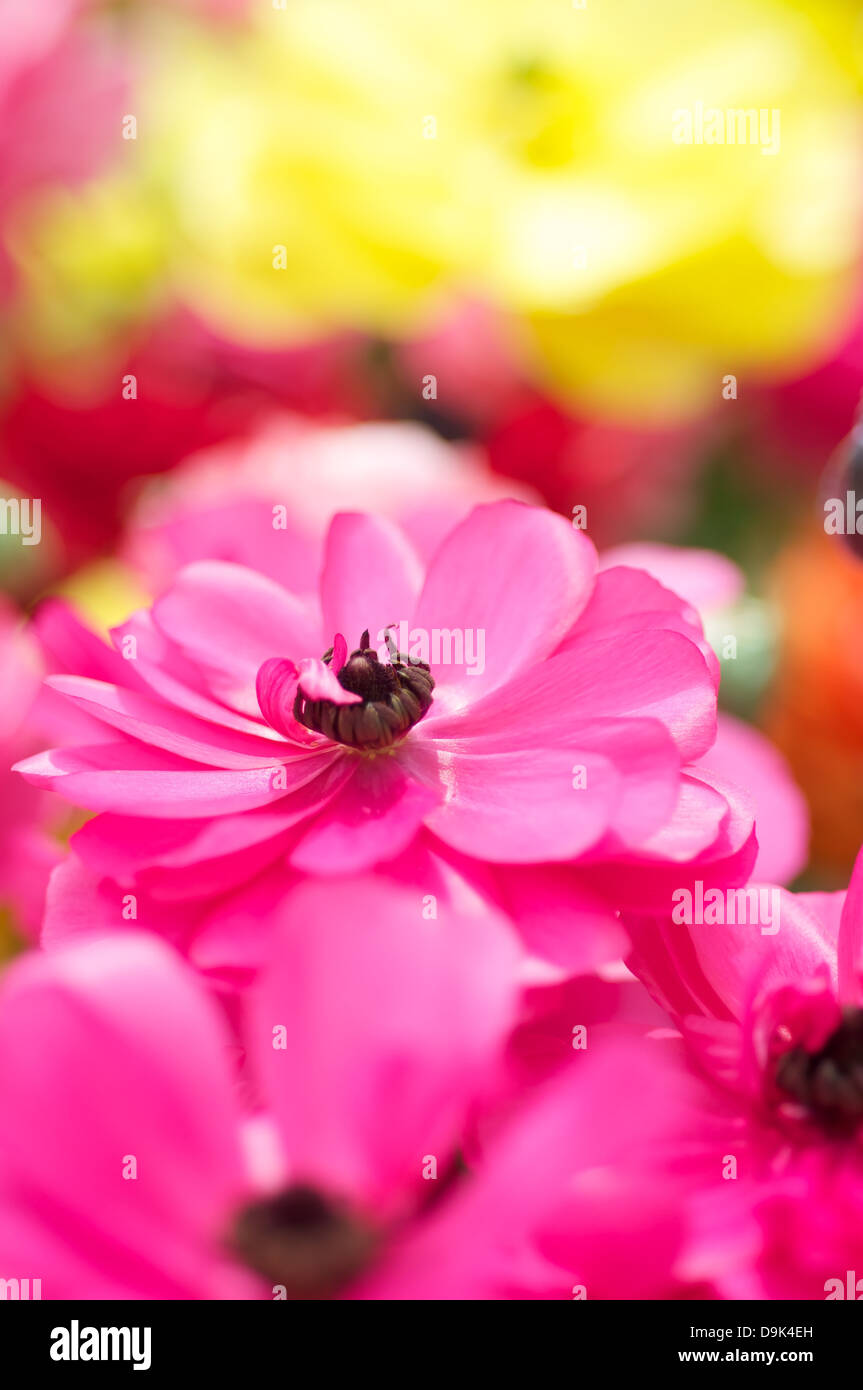 Beautiful pink and yellow flower at spring in garden Stock Photo - Alamy