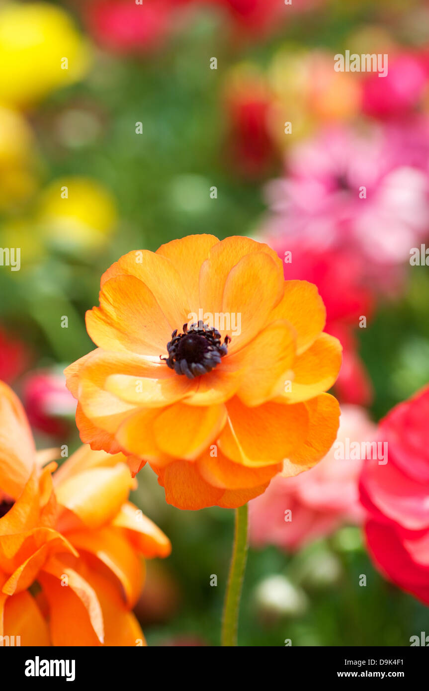 Beautiful orange flower at spring in garden Stock Photo - Alamy