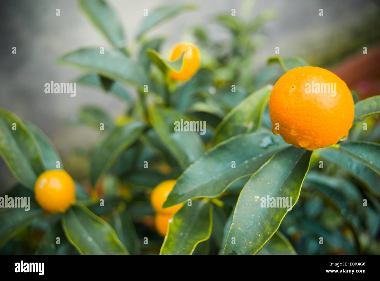 Mandarin orange tree hi-res stock photography and images - Alamy