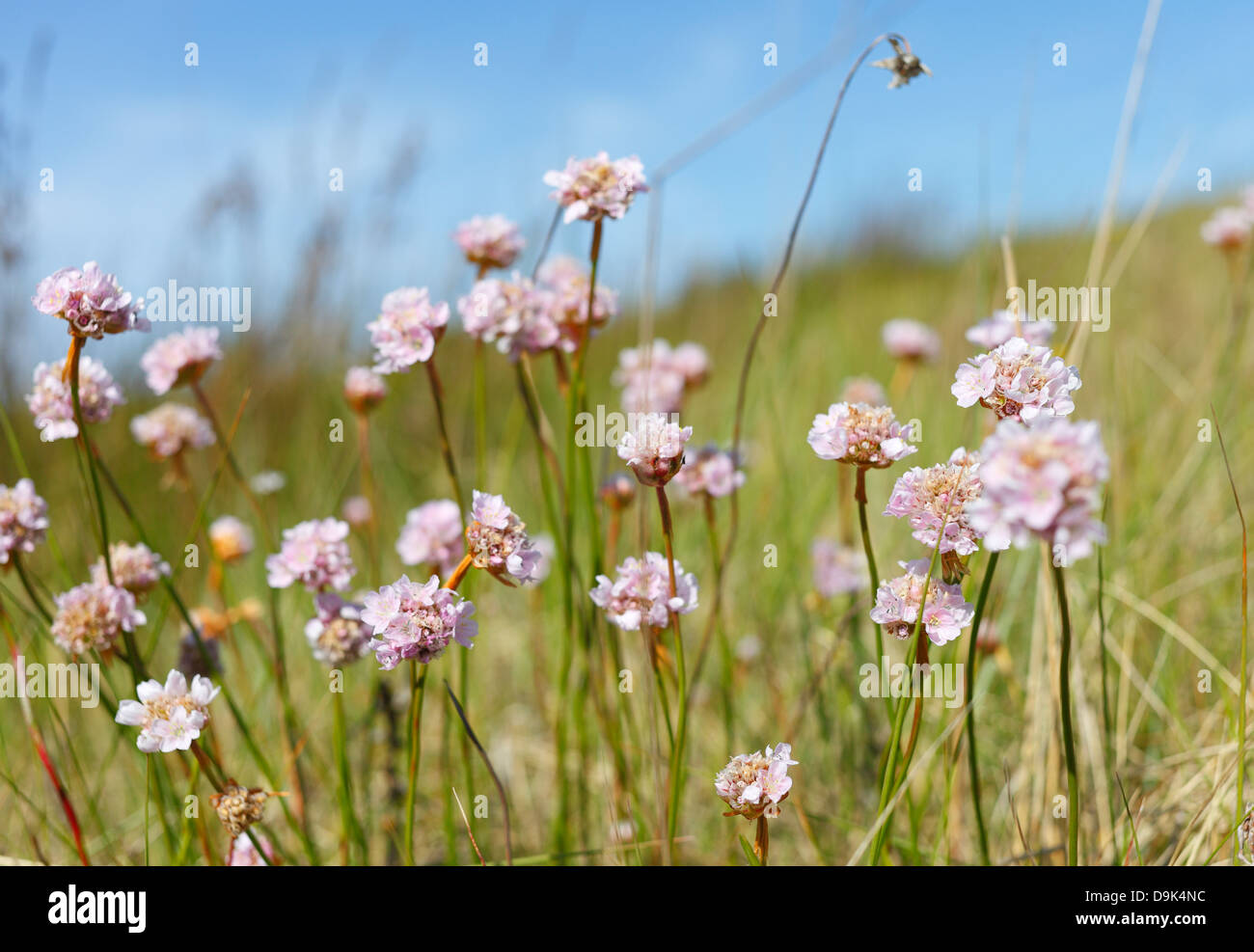 Sea thrift growing on the salt marsh at Holme-next-the-Sea on the ...