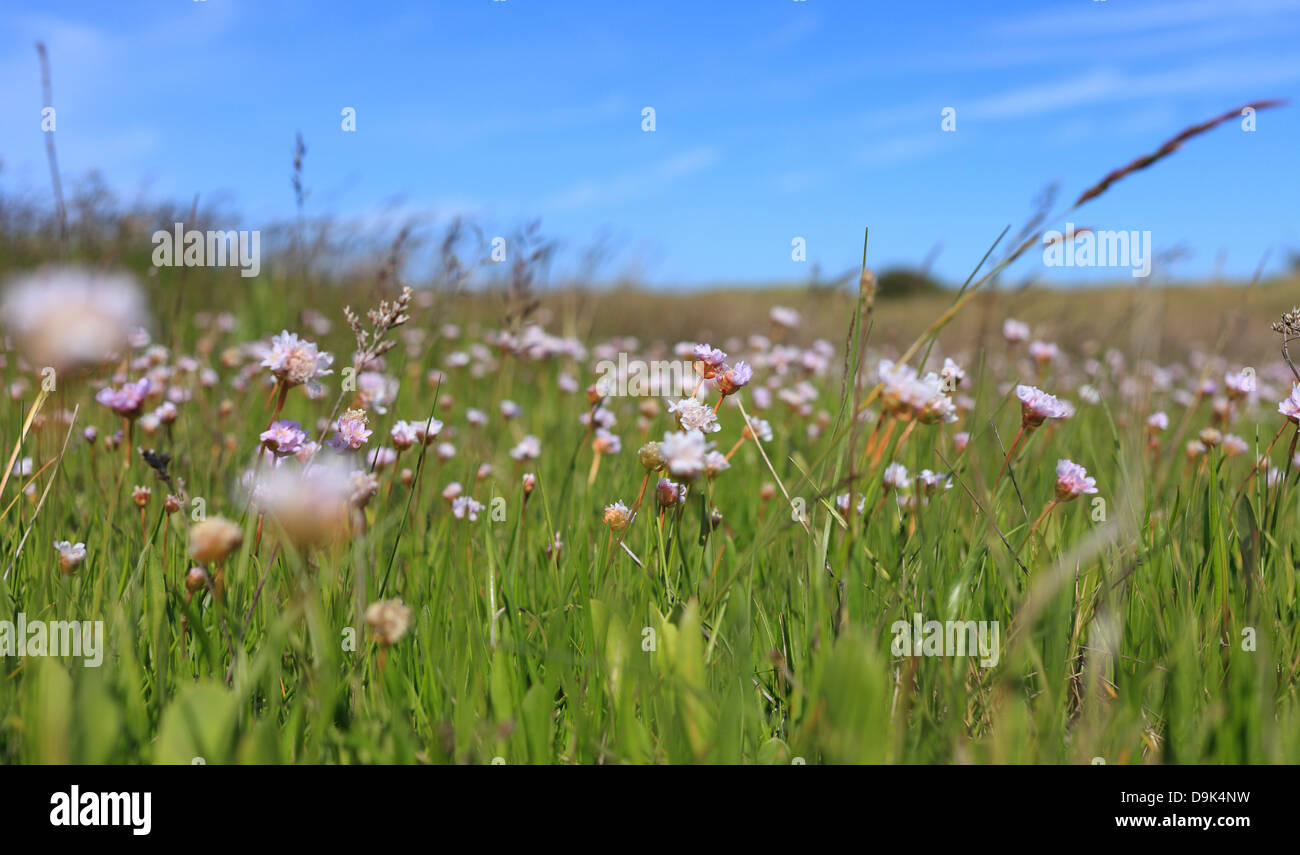 Sea thrift growing on the salt marsh at Holme-next-the-Sea on the ...