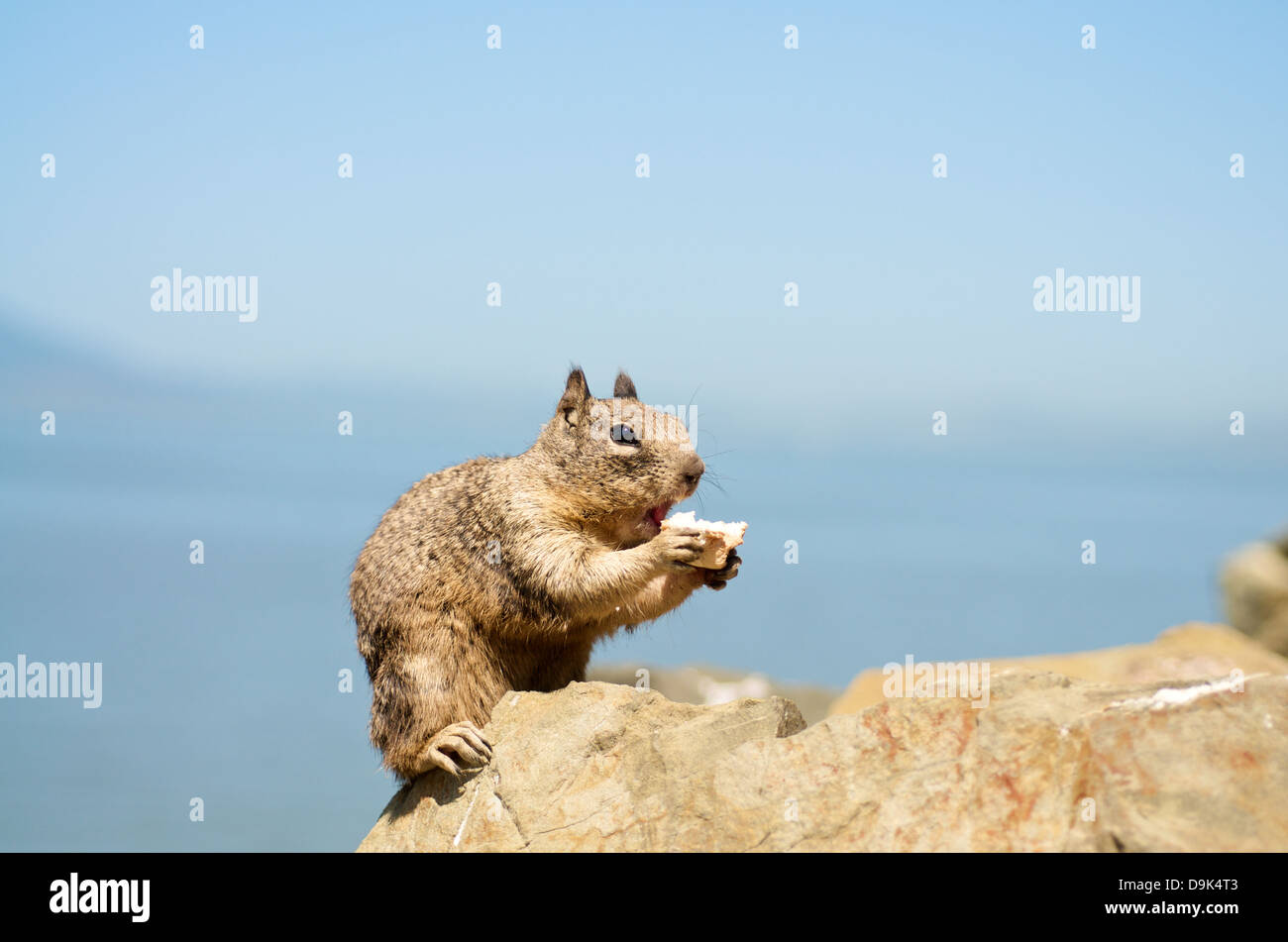 A squirrel eating bread crumbs at the marina Stock Photo - Alamy