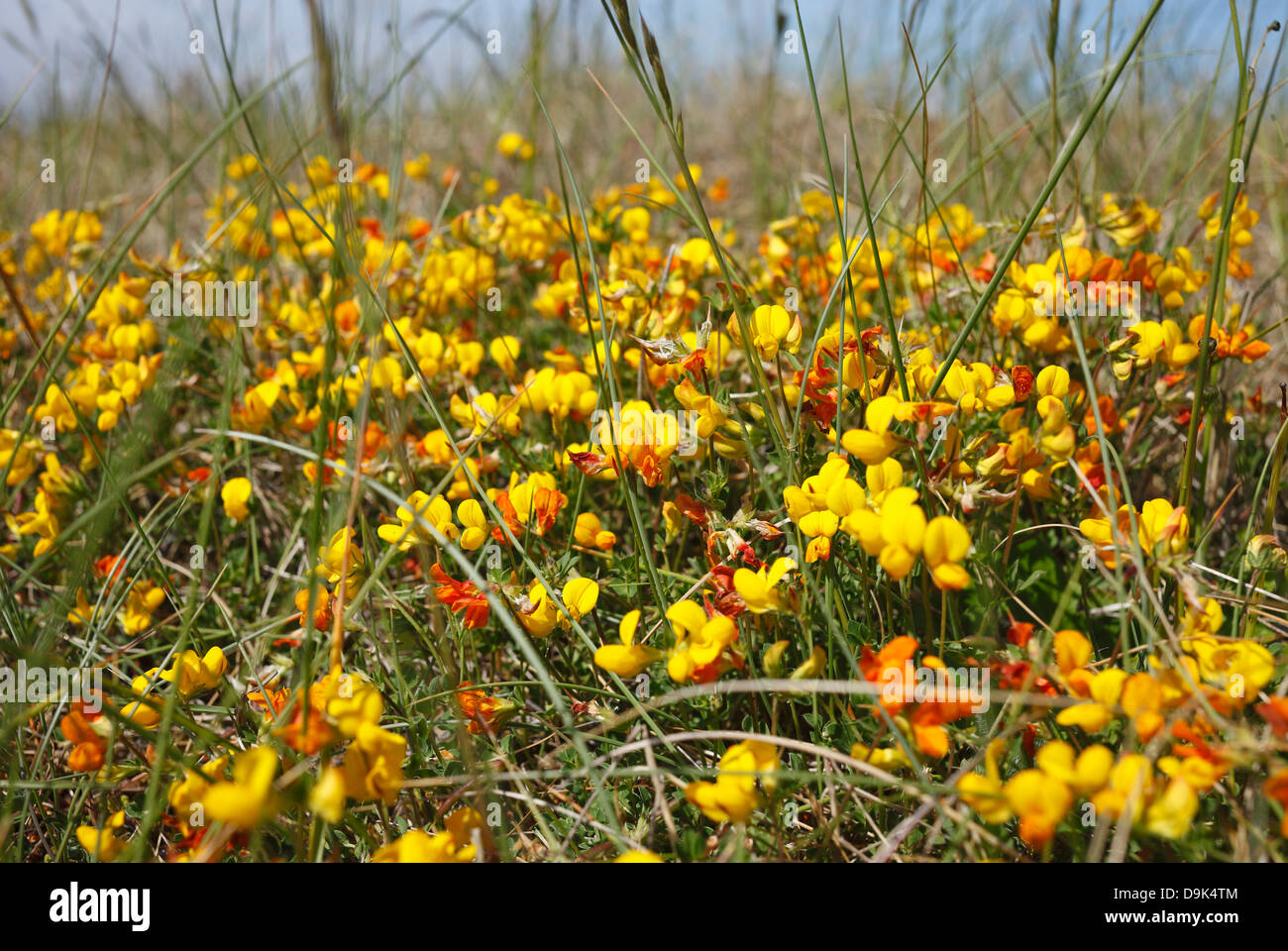 Birdsfoot trefoil growing on the salt marsh at Holme-next-the-Sea on ...