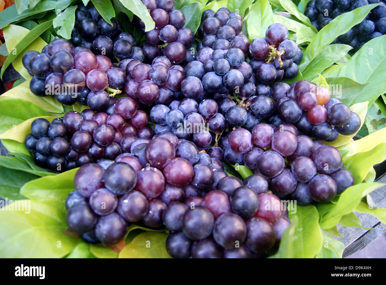 Fruit of sales hi-res stock photography and images - Alamy