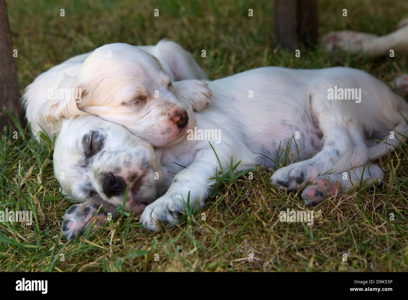 English setter colors hi-res stock photography and images - Alamy