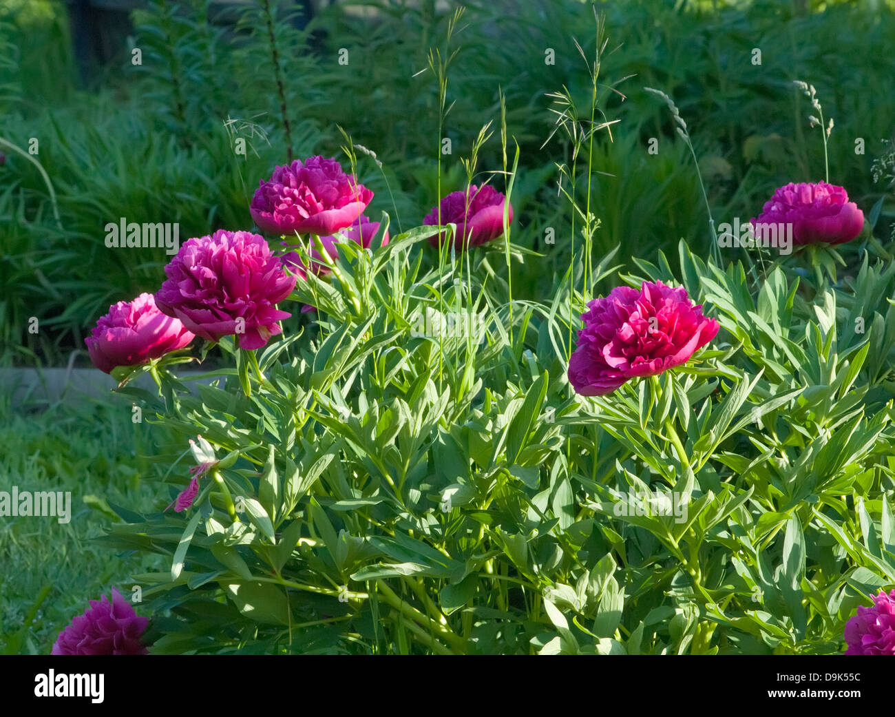 Peonies blooming in the garden on summer day and shine Stock Photo - Alamy