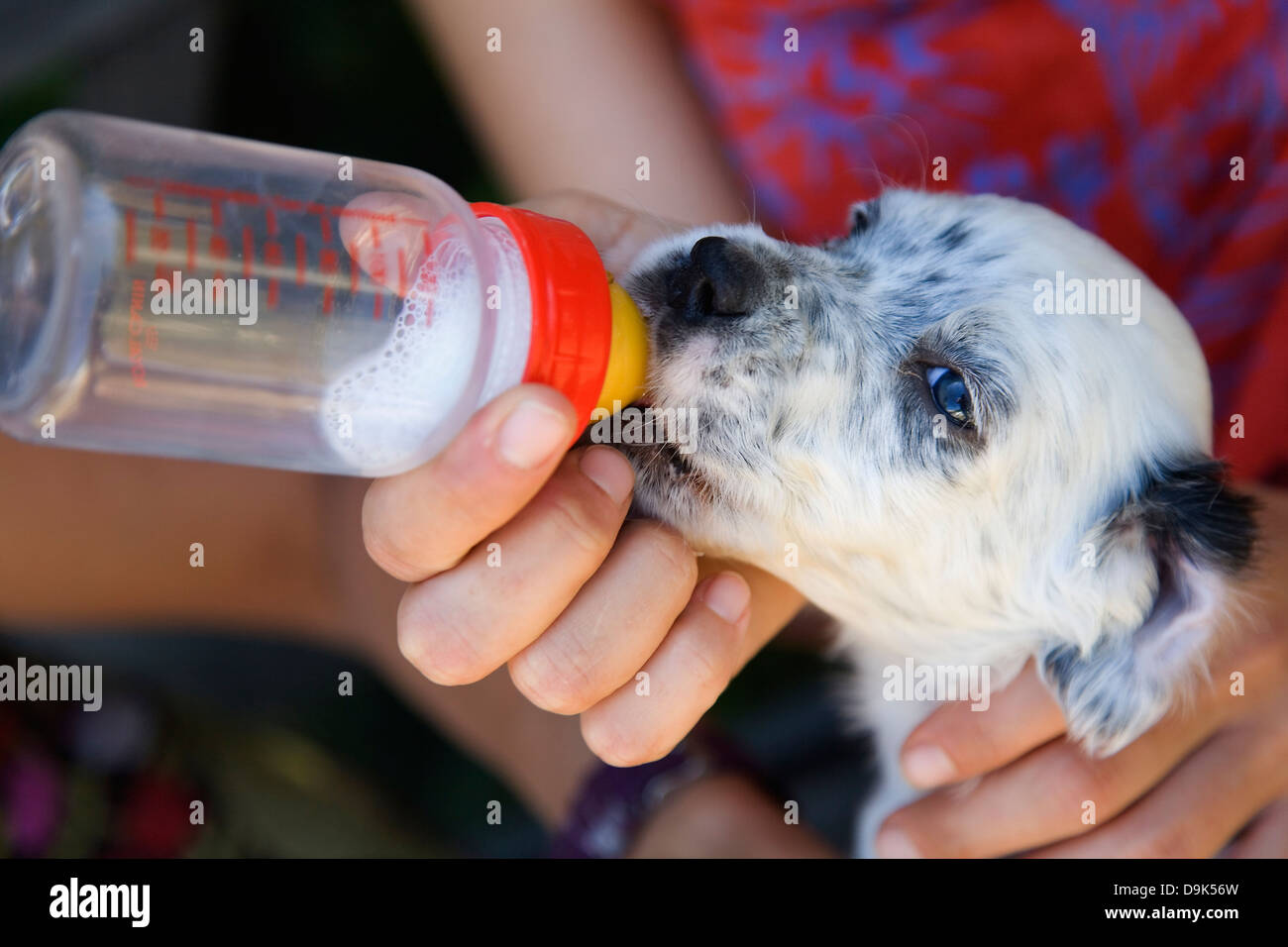 Animal Sucking Zoo Stock Photos & Animal Sucking Zoo Stock Images - Alamy