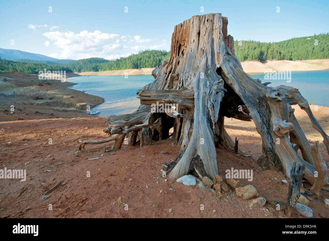 Tree Stump at Trinity Lake in Northern California Stock Photo - Alamy