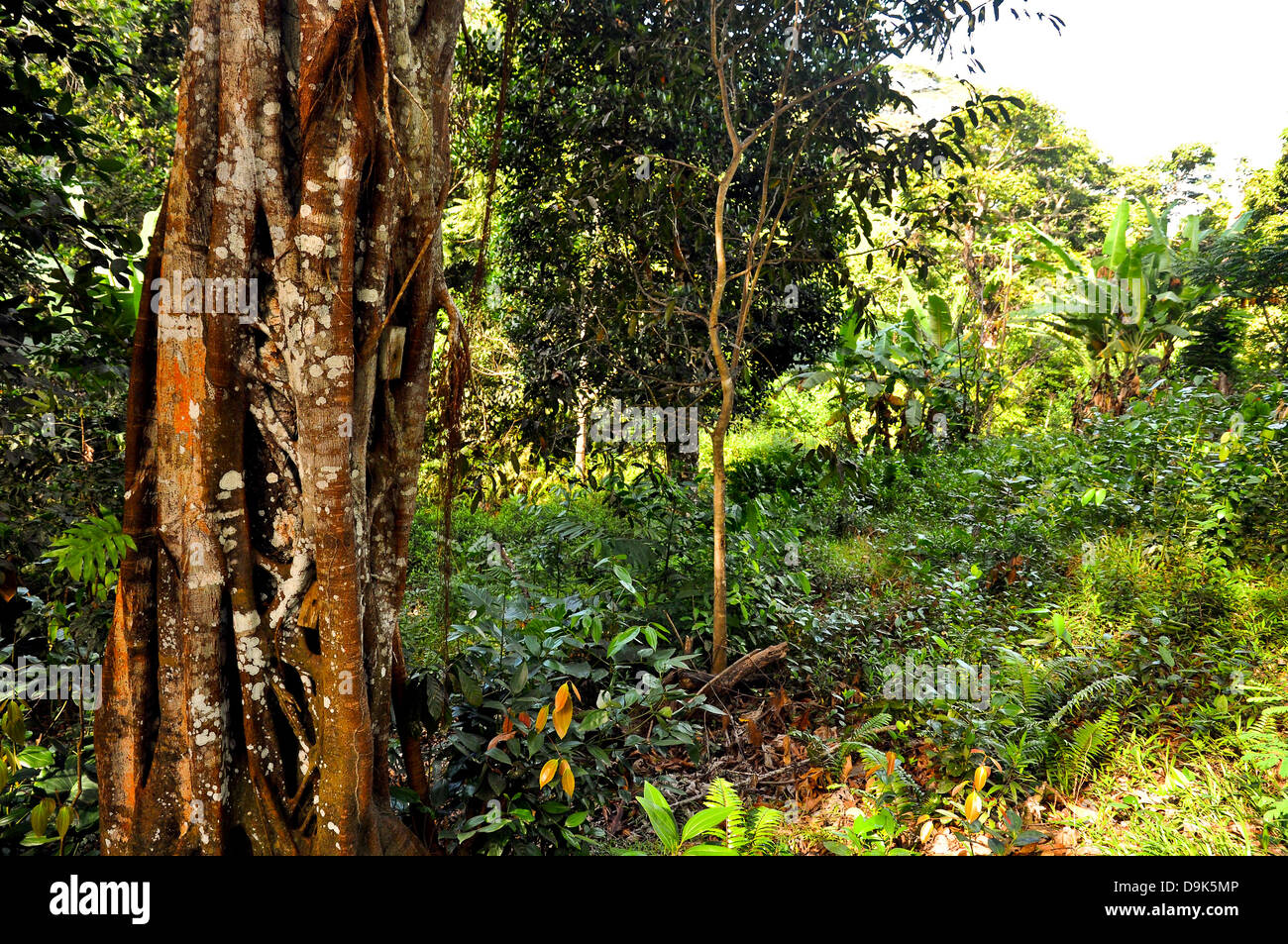 Banyan tree trunk with the jungle in the background. La Digue Island ...