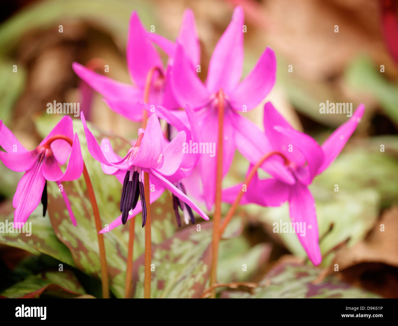 Spring flower Erythronium Japonicum 'Katakuri' at Nishiki Village ...