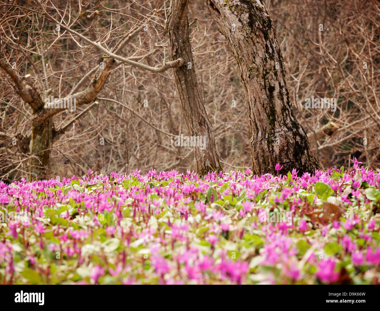 Spring flower Erythronium Japonicum 'Katakuri' at Nishiki Village ...