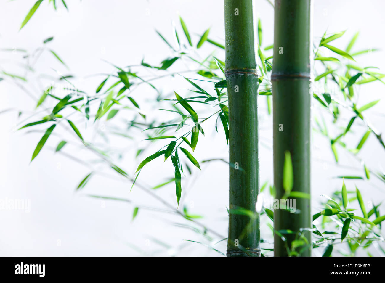 Bamboo plant hi-res stock photography and images - Alamy