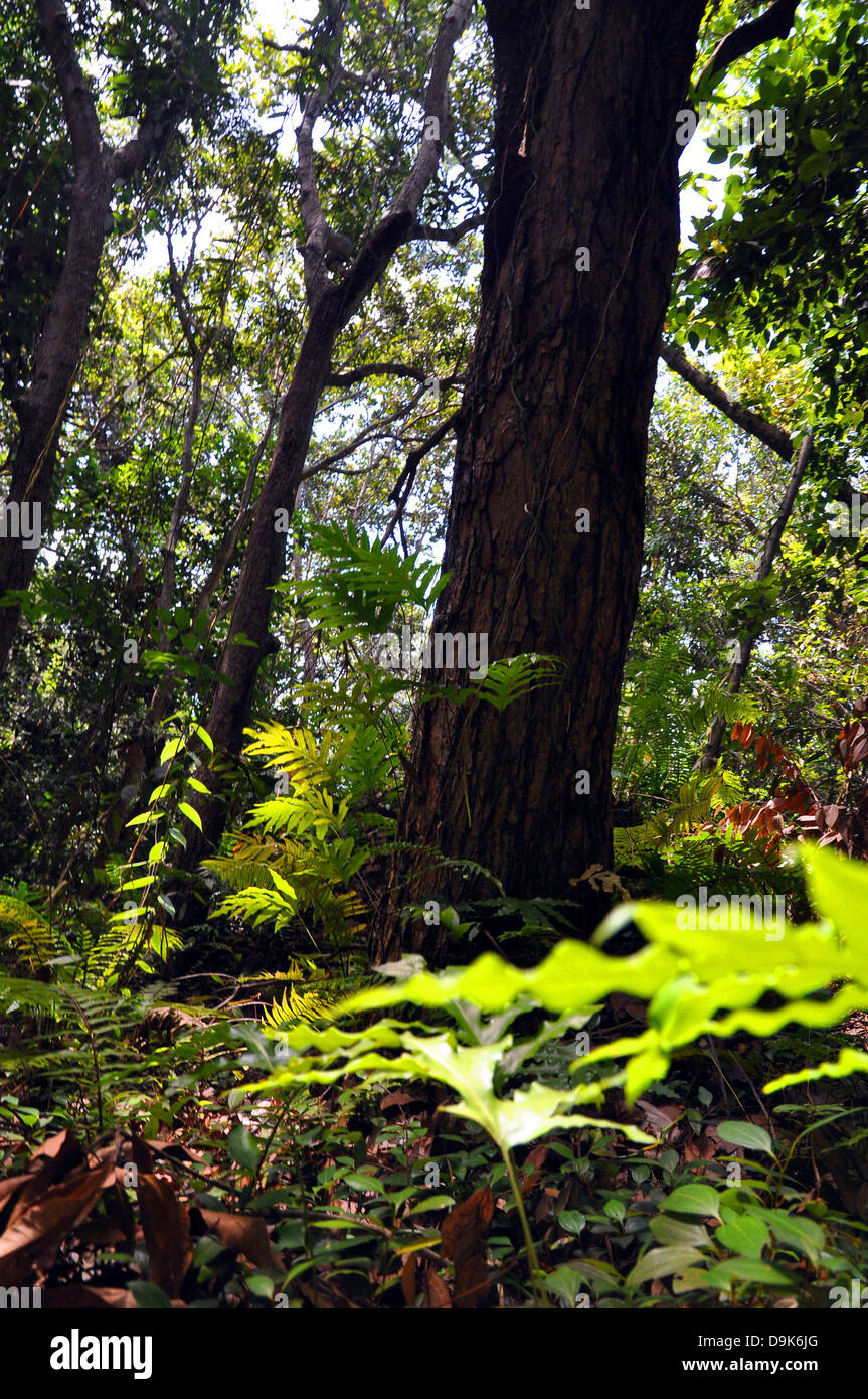 Takamaka tree hi-res stock photography and images - Alamy