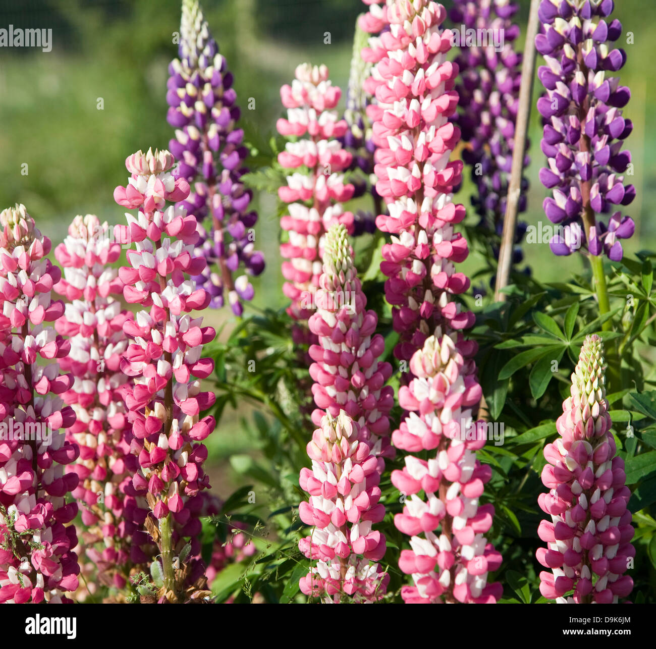 Pink red lupinus lupin lupine flowering plant Stock Photo - Alamy