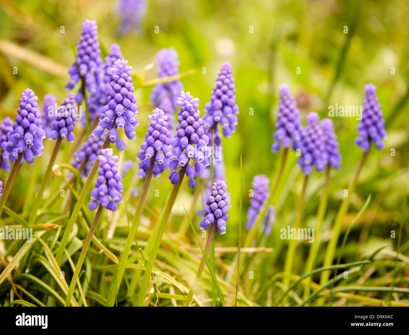 Grape Hyacinth at Wakuya, Japan Stock Photo - Alamy