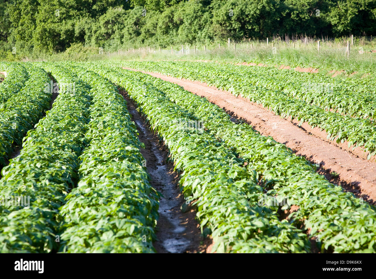 Growing Potatoes High Resolution Stock Photography and Images - Alamy