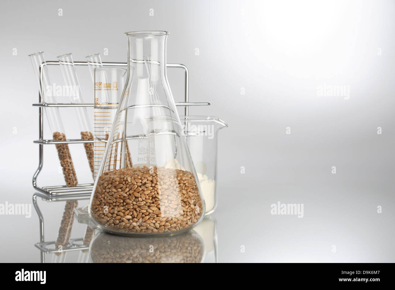 Wheat from the lab Stock Photo - Alamy