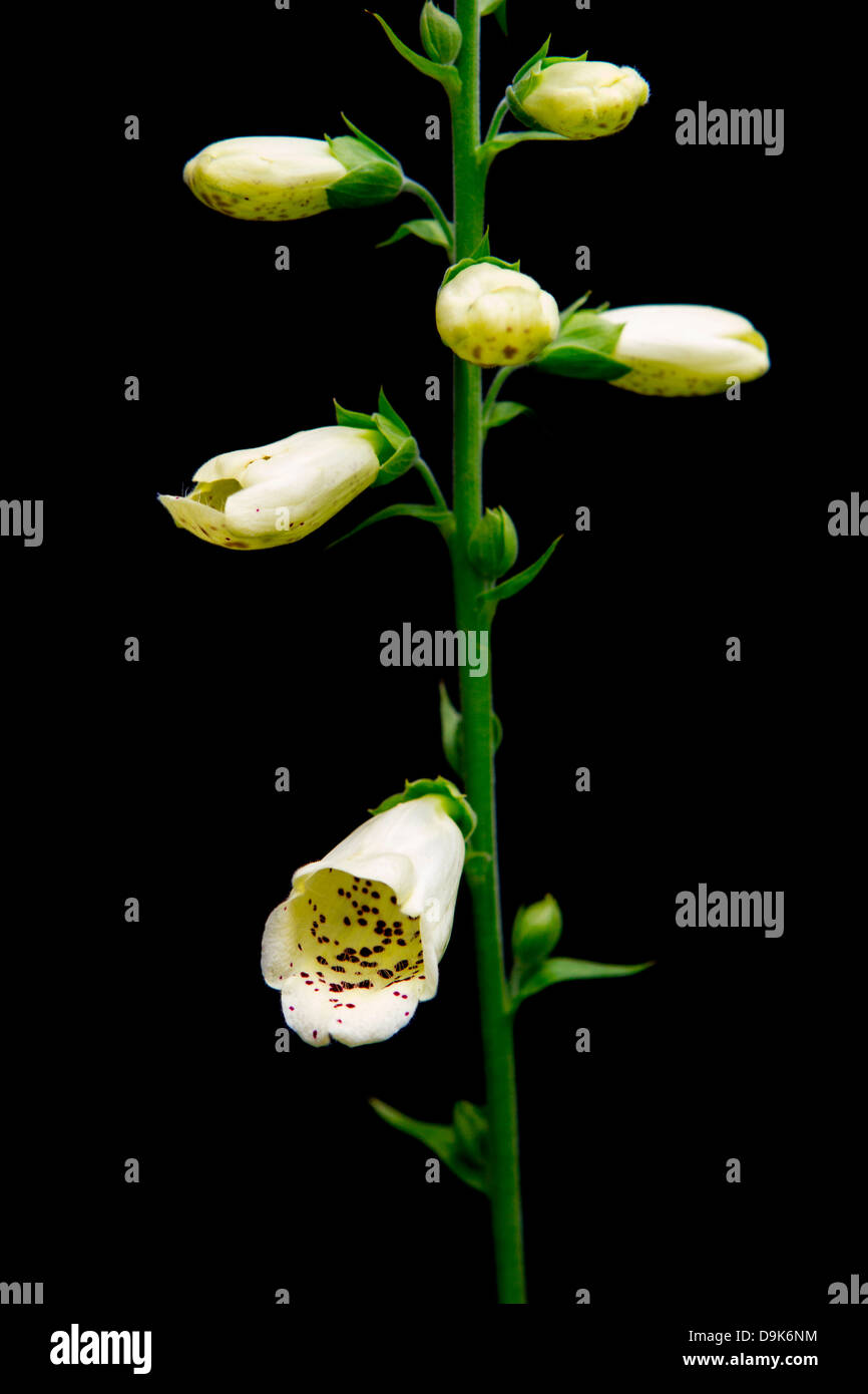 Portrait of a white Digitalis, native Foxglove growing in an English ...