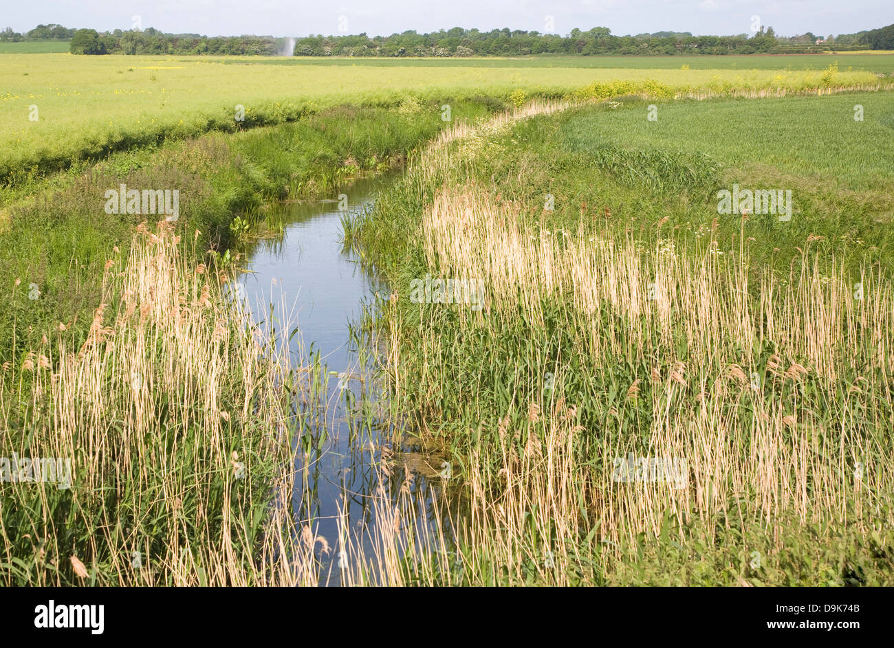 Drainage ditch in Oxley marshes Hollesley Suffolk England Stock Photo ...