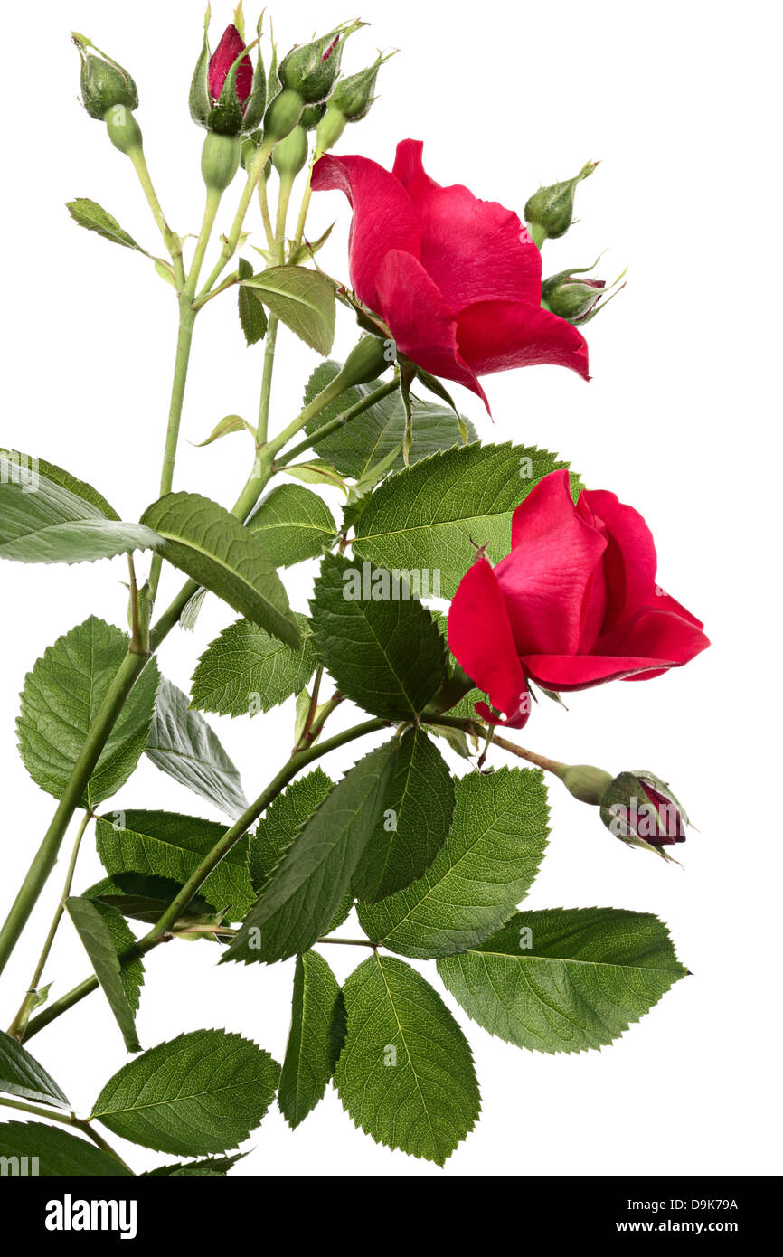 Climbing rose hi-res stock photography and images - Alamy