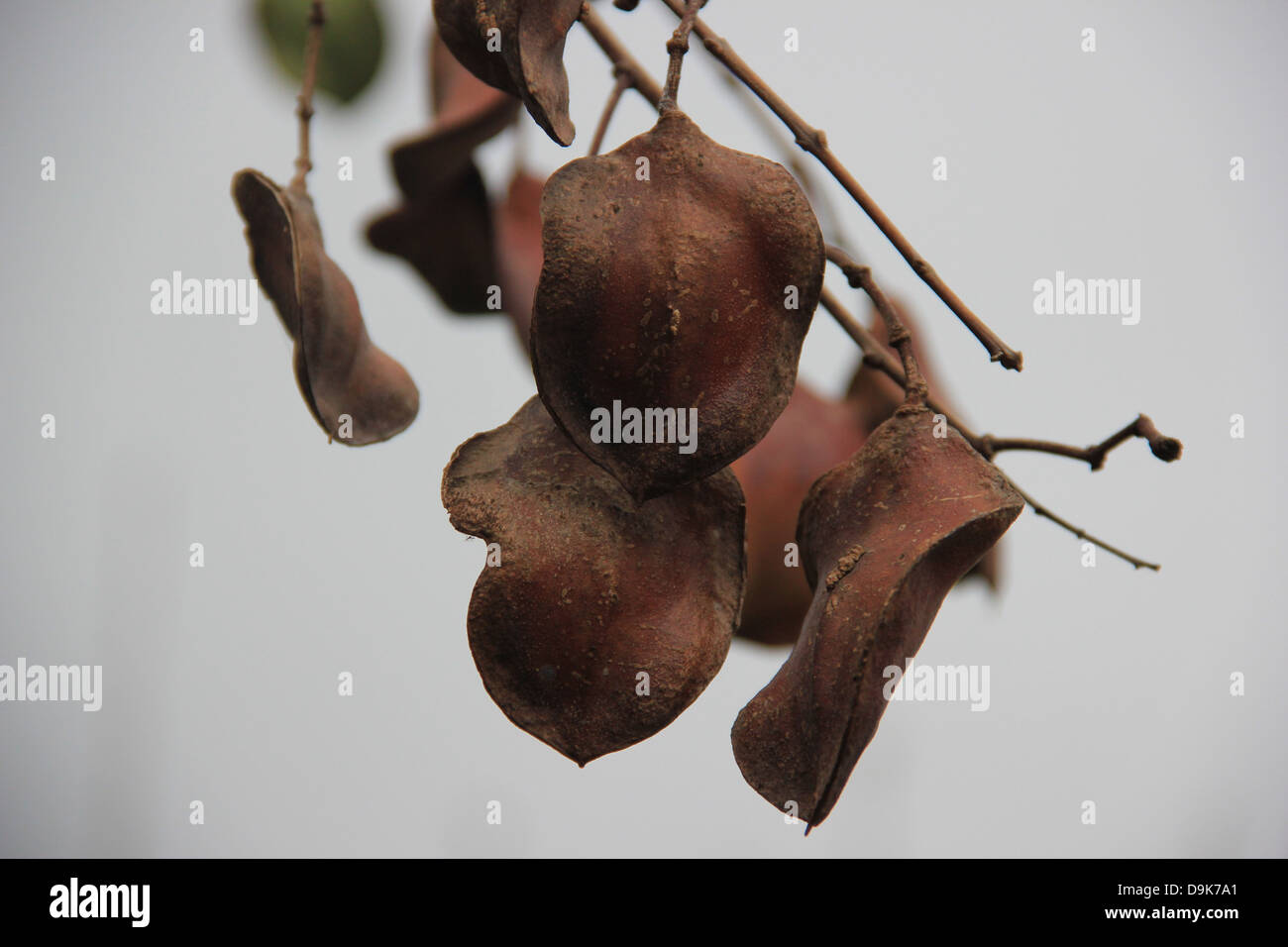 Pip seed hi-res stock photography and images - Alamy