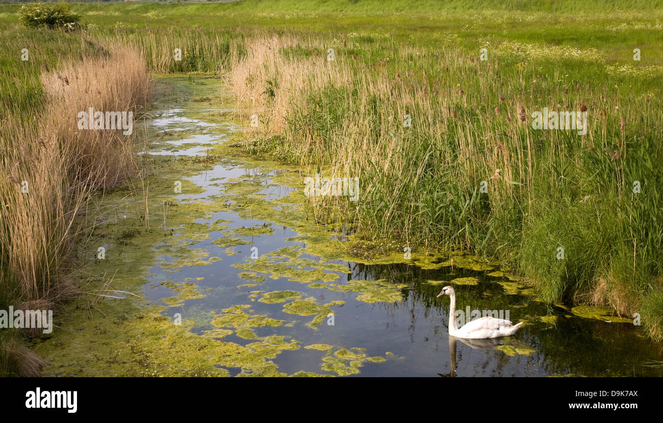 Swan swimming in drainage ditch in Oxley marshes, Hollesley, Suffolk ...