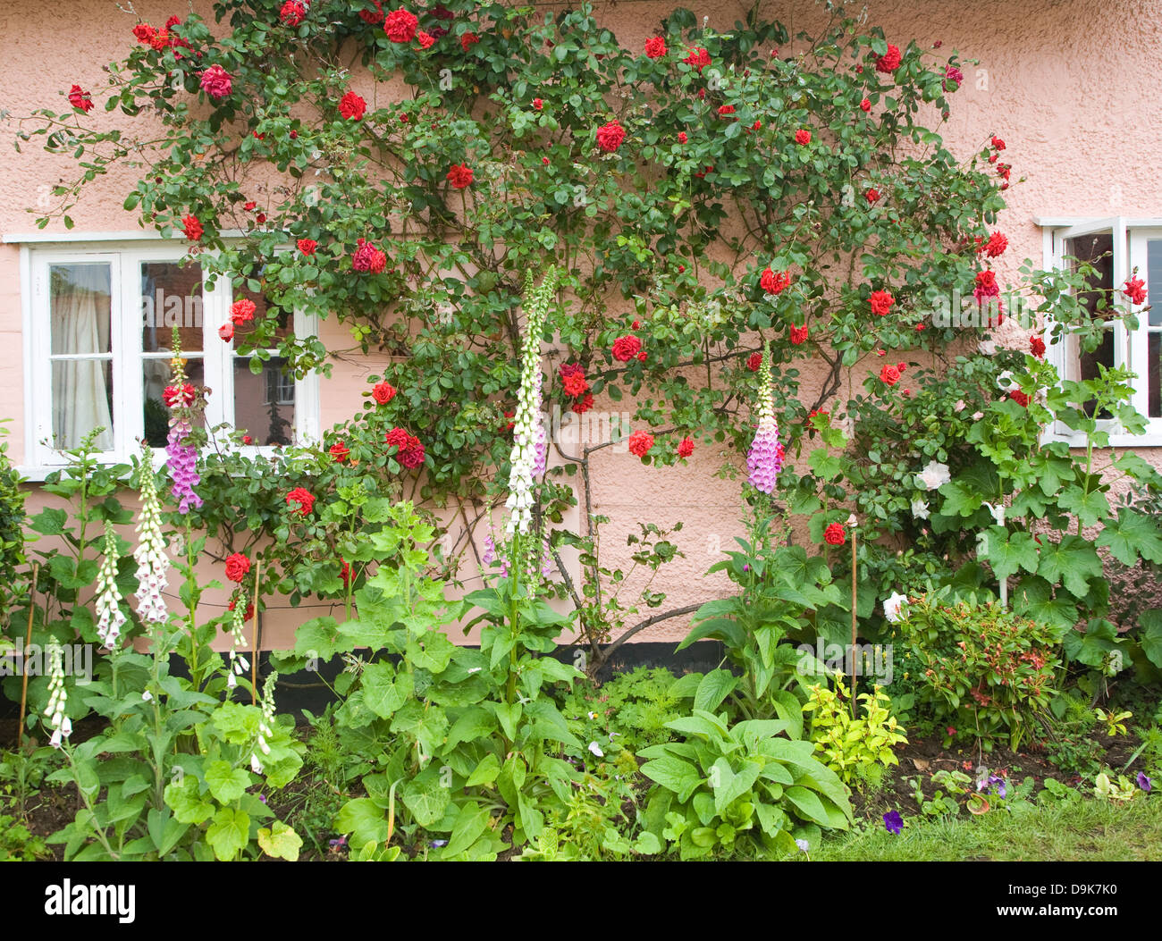 Red rambling roses growing on pink cottage wall, Suffolk, England Stock ...