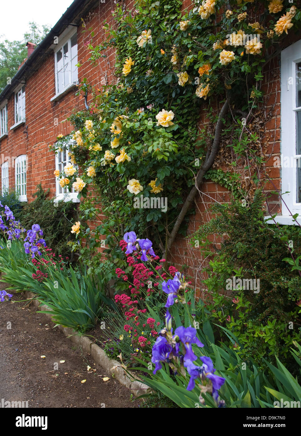 Yellow rambling roses growing on brick cottage wall, Suffolk, England ...