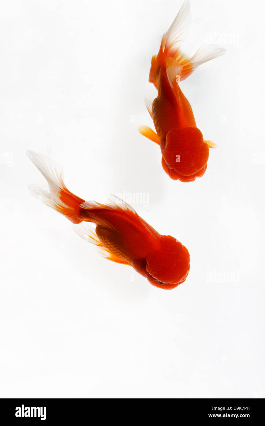 Close-up of fish Stock Photo - Alamy