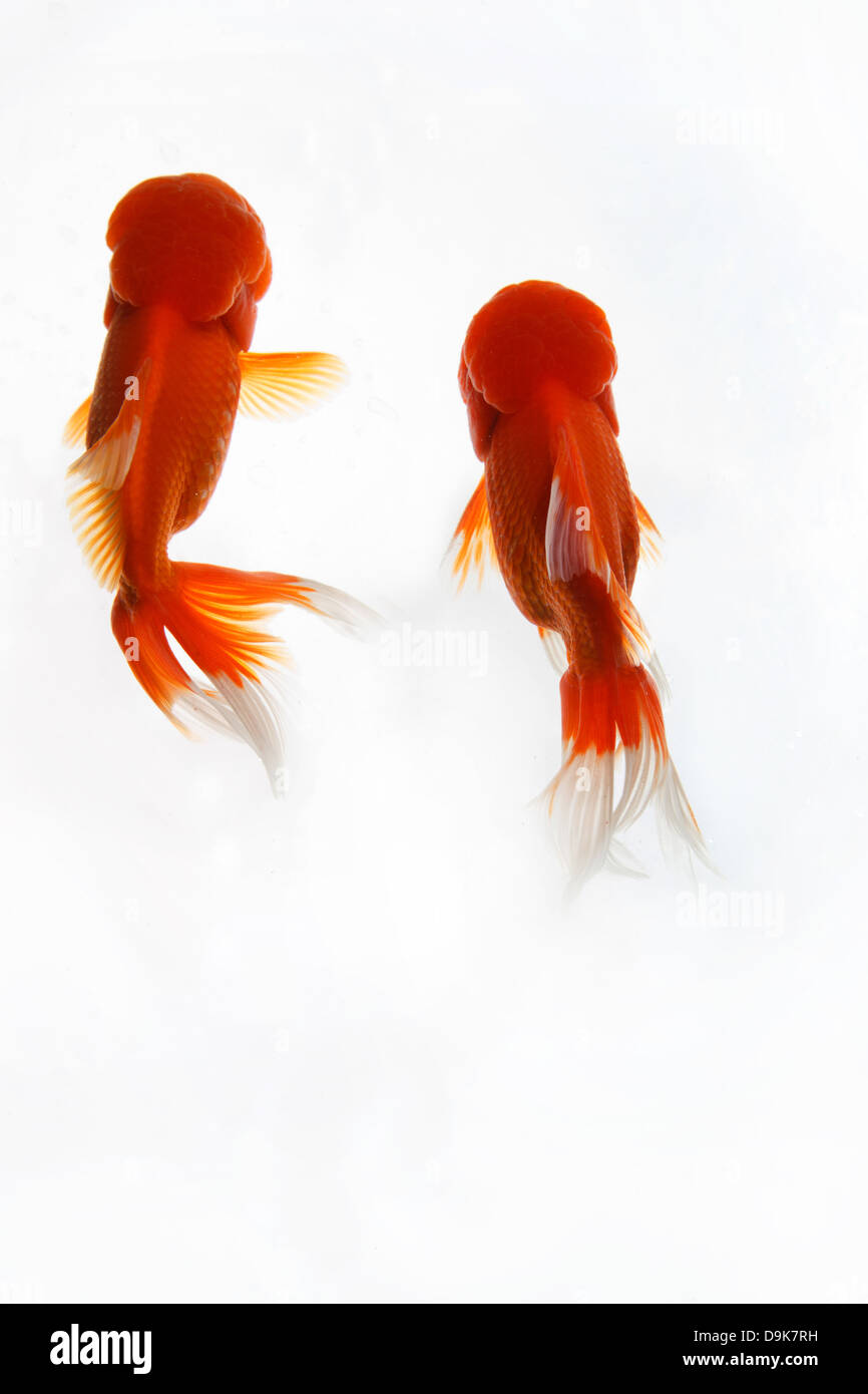 Close-up of fish Stock Photo - Alamy